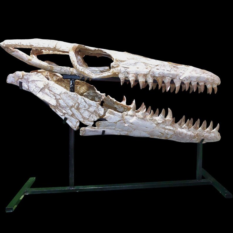 Very Rare Fossilized Mosasaur Skull Mosasaurus Beaugei Specimen 100% ...