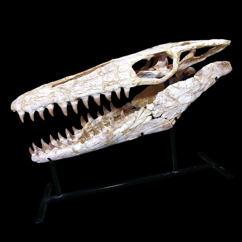 Very Rare Fossilized Mosasaur Skull Mosasaurus Beaugei Specimen 100% ...