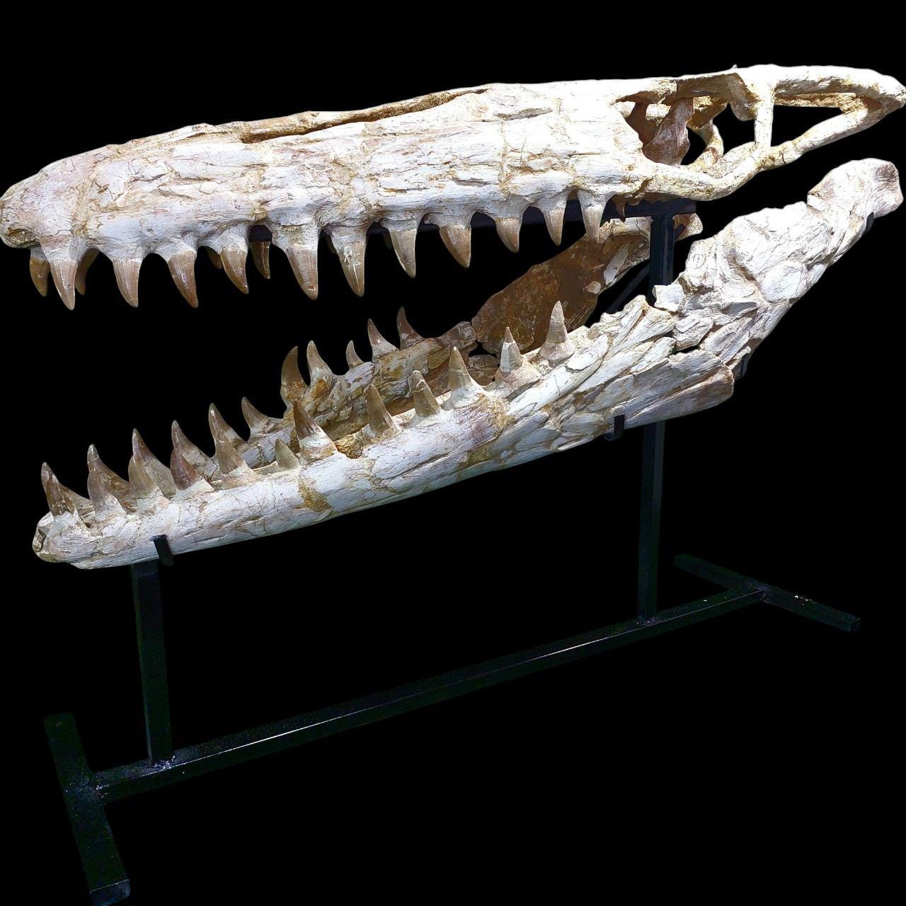 Very Rare Fossilized Mosasaur Skull Mosasaurus Beaugei Specimen 100% ...