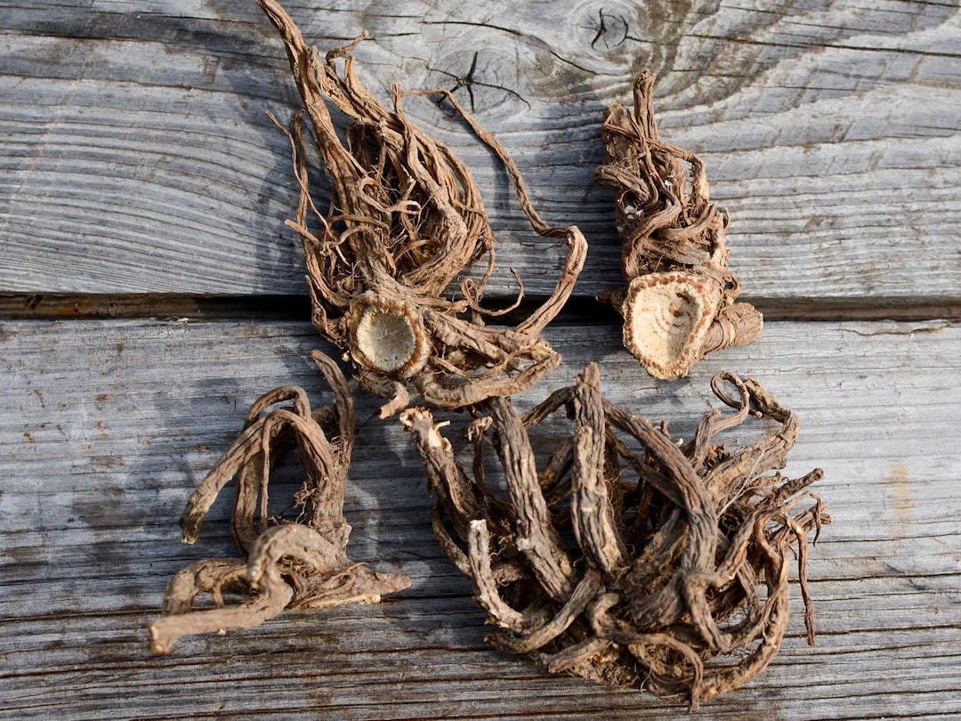 Angelica Root Whole Conjure Magic Hoodoo Blessing Anti Hex - Etsy