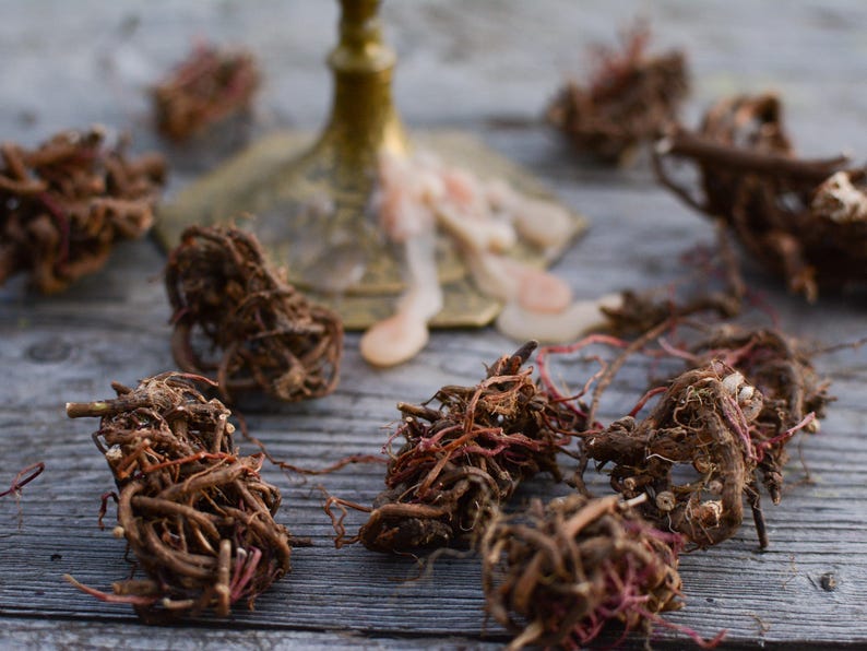 St Johns Wort Root Witchcraft Conjure - Etsy