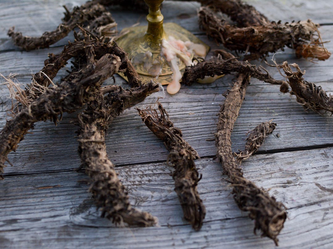 Devil's Rib Root Conjure Magic Hoodoo Healing - Cirsium Oleraceum Root ...