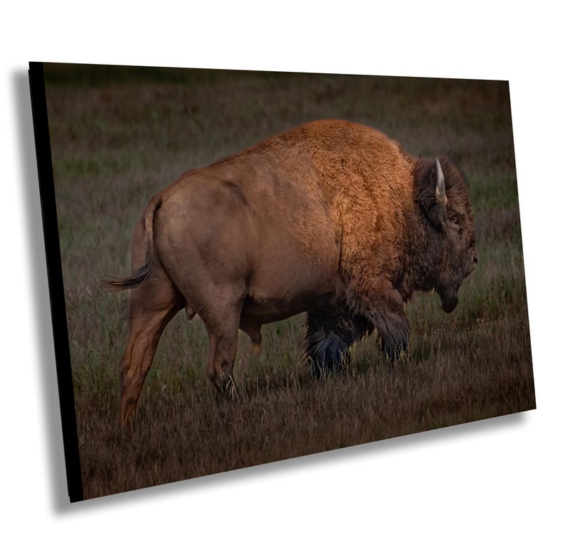 Bison, Grand Teton National Park - Etsy