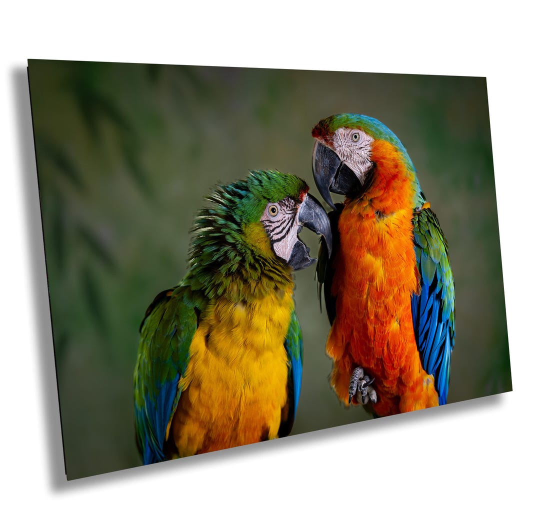 Playful Parrots, Bird Sanctuary - Etsy