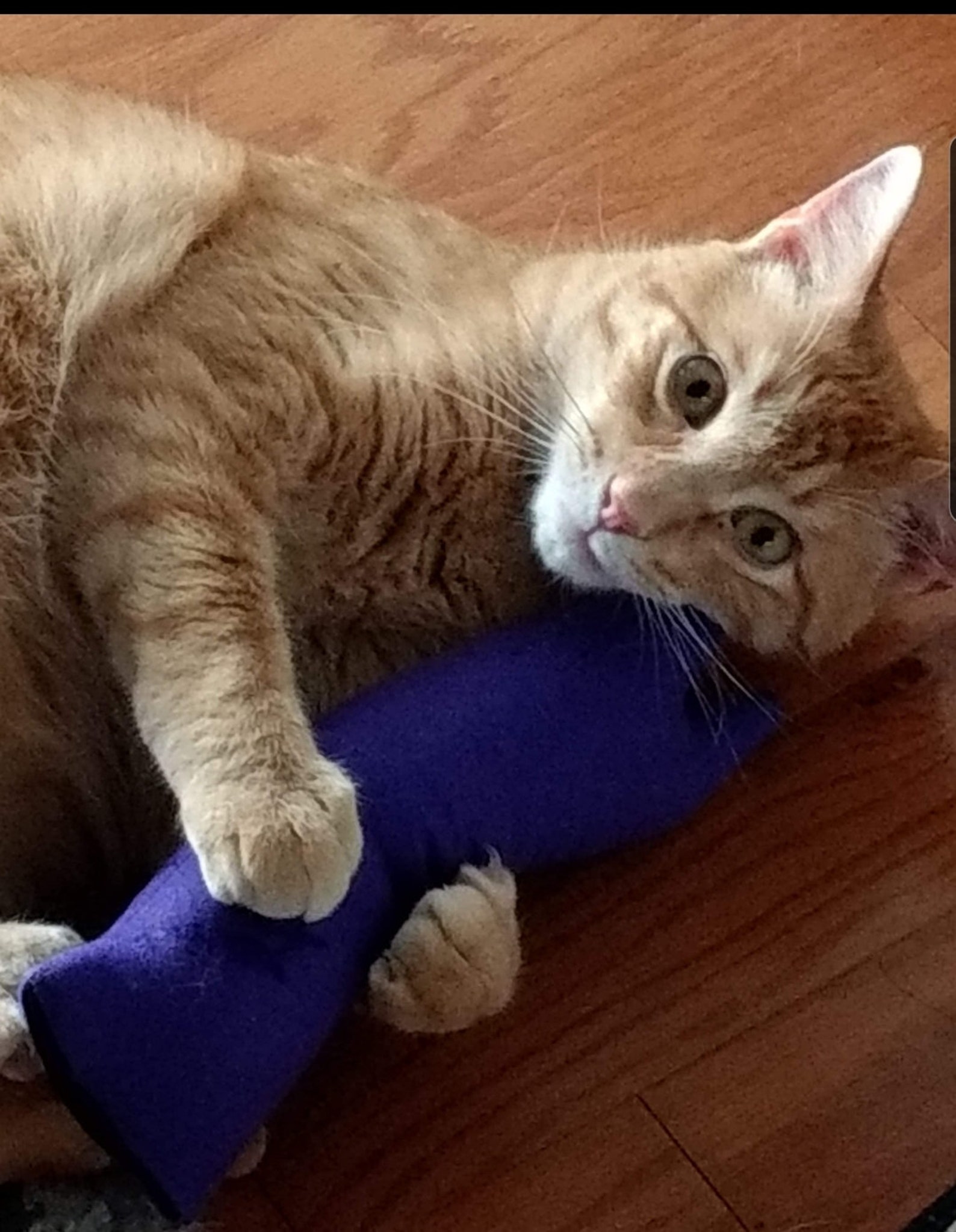 Fizzle Sticks Refillable Catnip Cat Toy ORANGE - Etsy