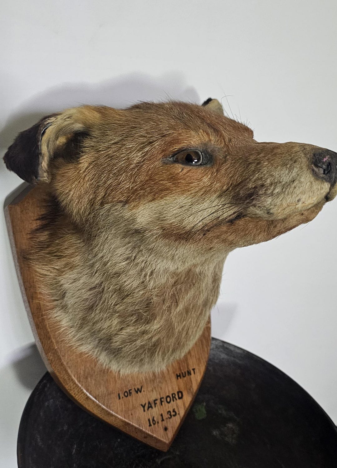 Antique 1930s Mounted Fox Head Wall Hanging, Collectable Item, Animal ...