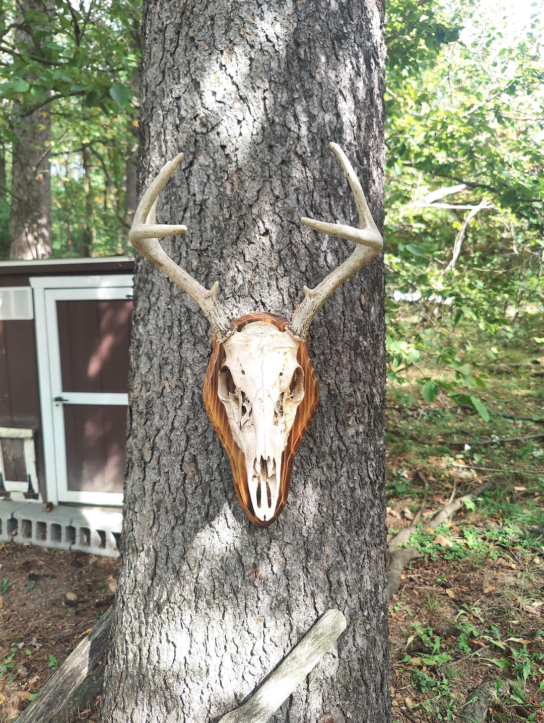 Rustic European Mount Plaque, Deer Skull Display, Torched Wood Euro ...