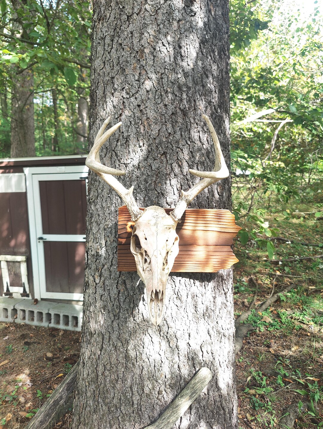 Pennsylvania Euro Mount Plaque - Made to Order - Etsy