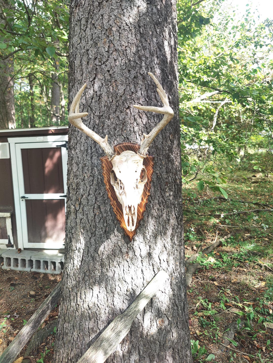 Arrowhead Euro Mount Plaque - Made to Order - Etsy