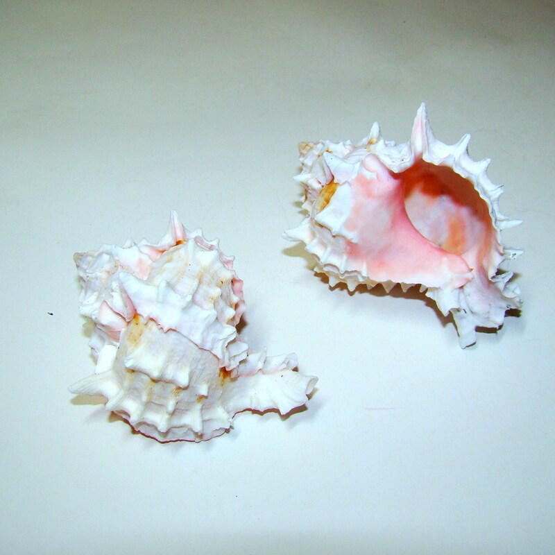 Murex Shell - Etsy