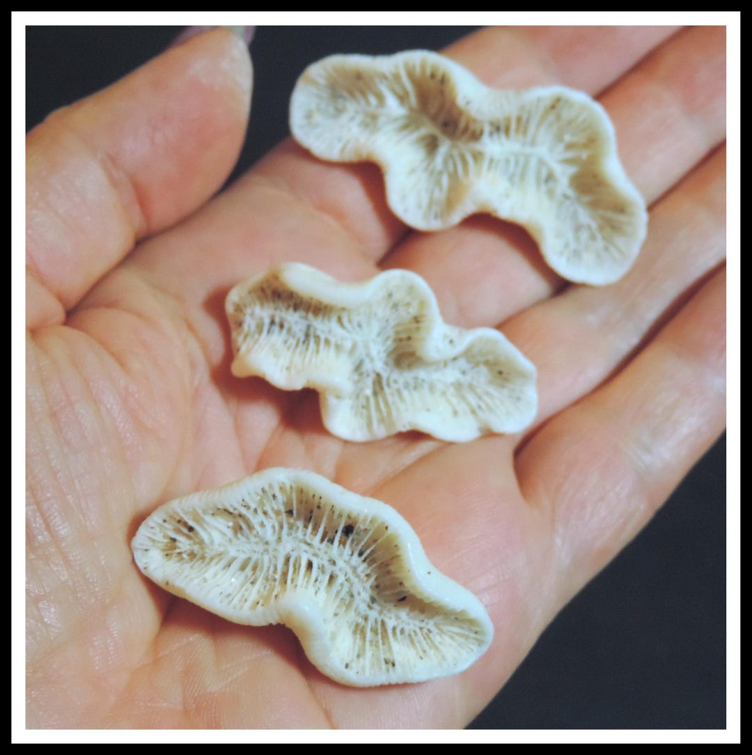 Three WHITE CORAL Rose Chunks / Ready for Crafting or Jewelry Making ...