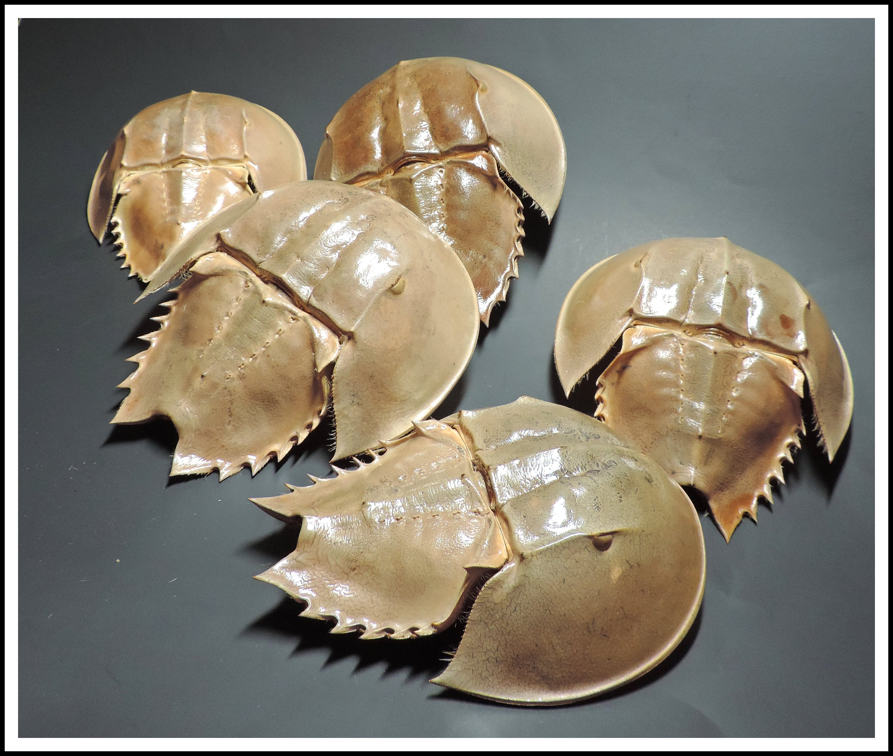 Horseshoe Crab Ink at Kelvin Brown blog