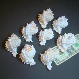 Set of 2 PINK MUREX Sea Shells for Your Collection, Crafting, Wedding ...