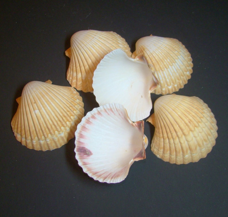 6 COCKLE Sea shells for your collection crafting wedding or - Etsy ...
