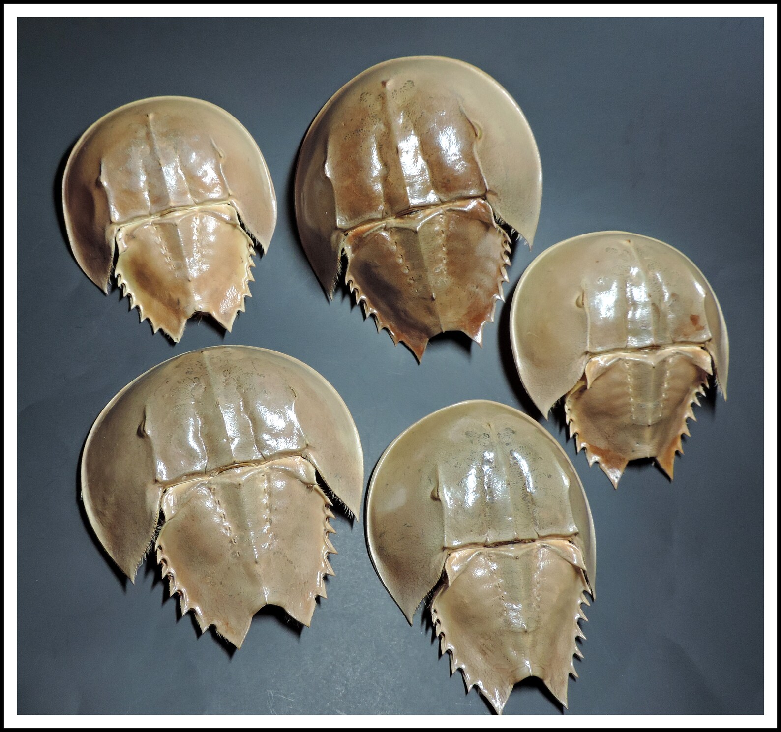 Assorted Molt Carapace of HORSESHOE CRAB SHELL for You - Etsy