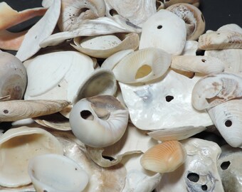 Bulk Seashells With Holes - Etsy