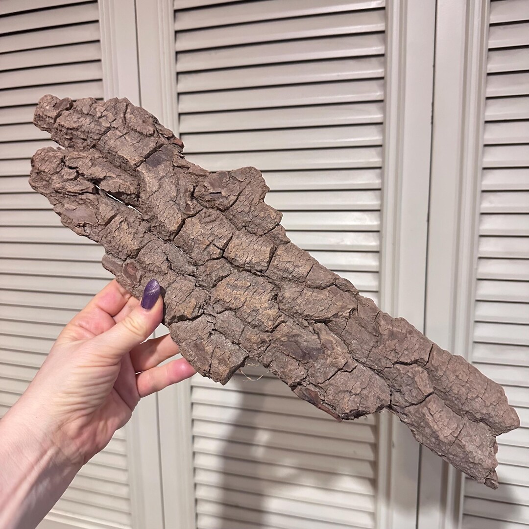 17" Long Bark Natural Driftwood of Atlantic Ocean, Surf Tumbled, Beach ...
