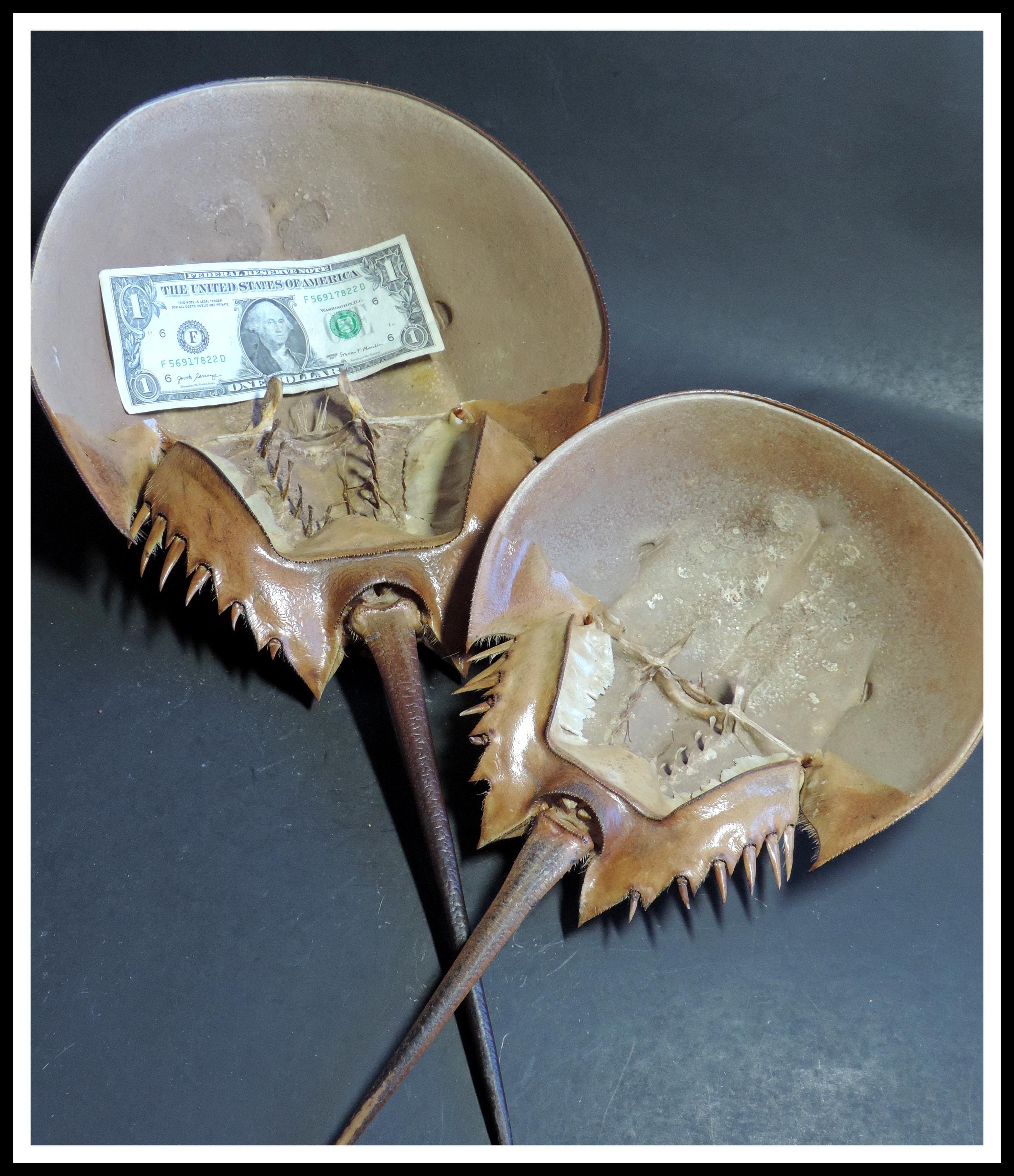 Various Sizes HORSESHOE Crab Molt Without Interior / Curio Cabinet ...