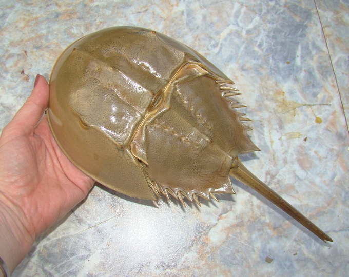 Small Atlantic Horseshoe Crab Shell With Legs and Tail Full Molt ...