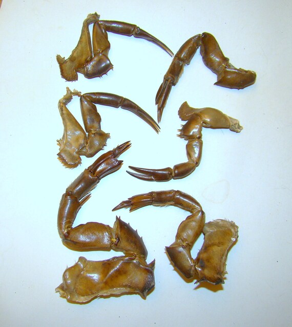 HORSESHOE CRAB CLAWS for your collection or any project 10 | Etsy