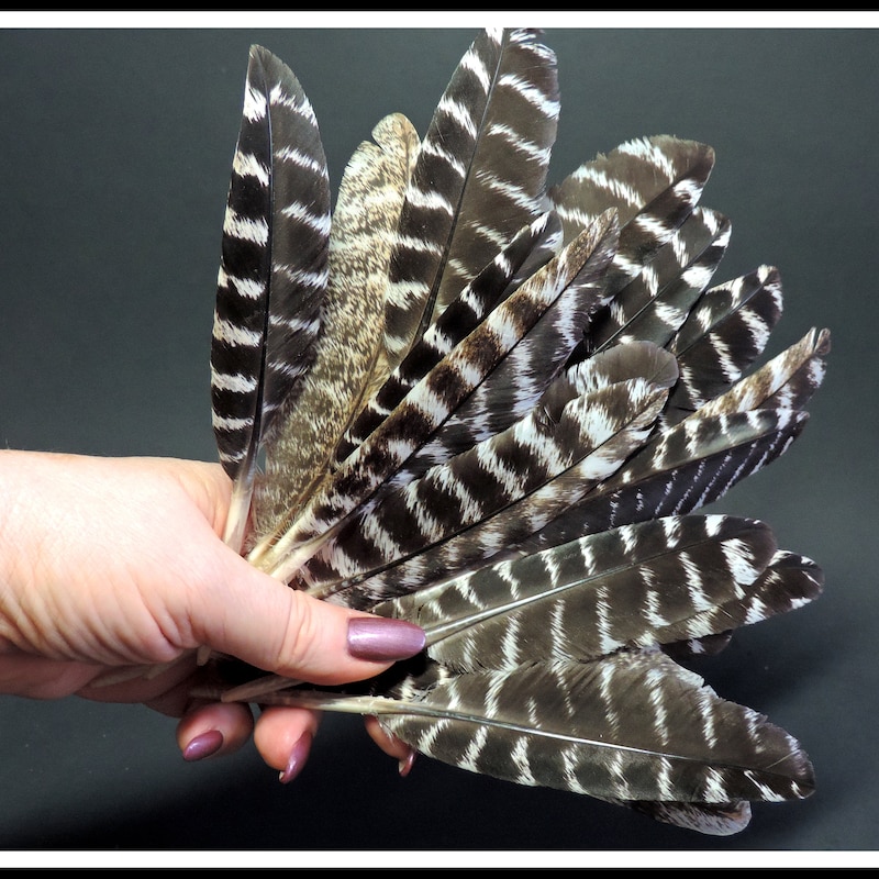 Turkey Wing Feathers - Etsy
