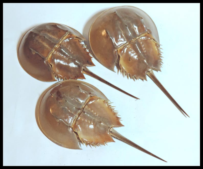 Choice of SMALL Molts 6 - 10 Inches Long FULL HORSESHOE Crab Living ...