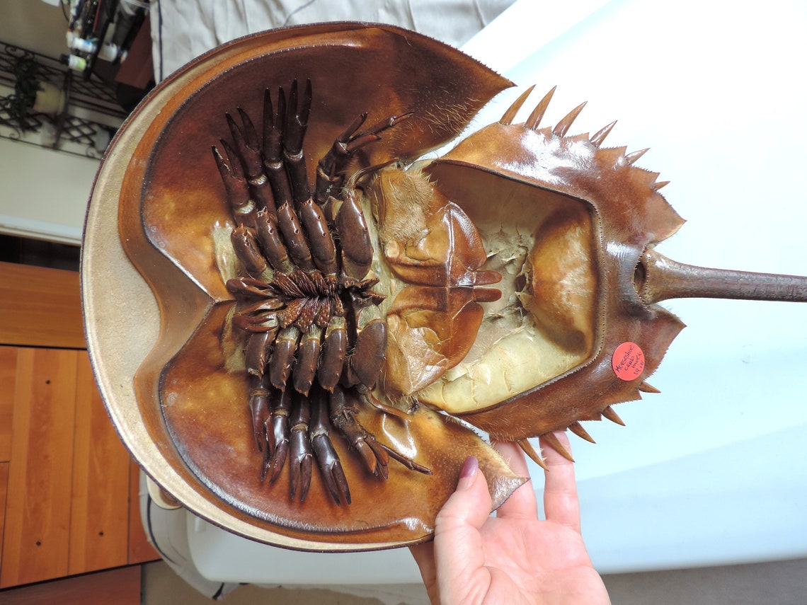 Horseshoe crab molt thorns for crafting or any project / 50 | Etsy