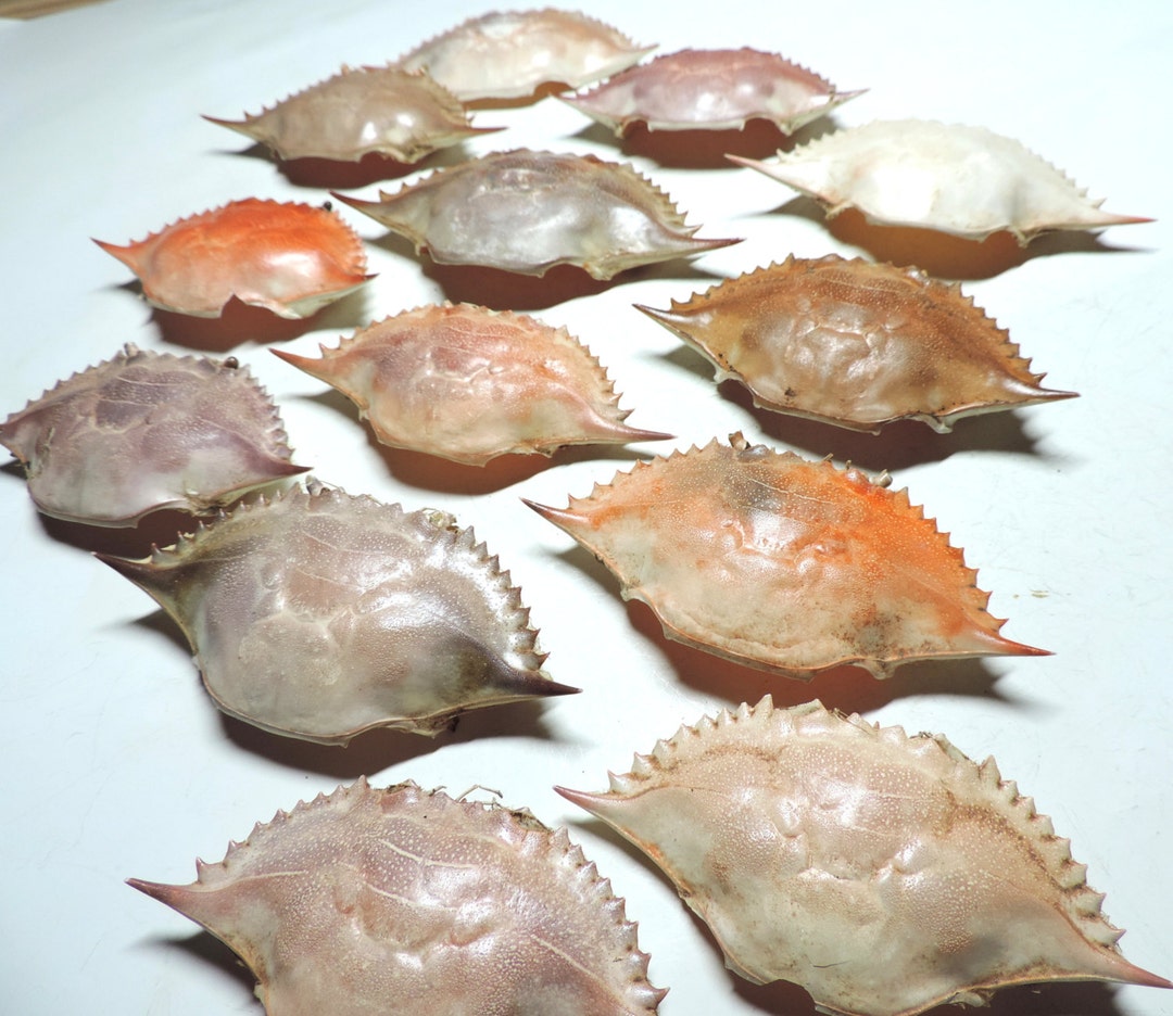 10 Soft Shell Sea Shells for Crafting, Crafts or Home Décor Beach Found ...