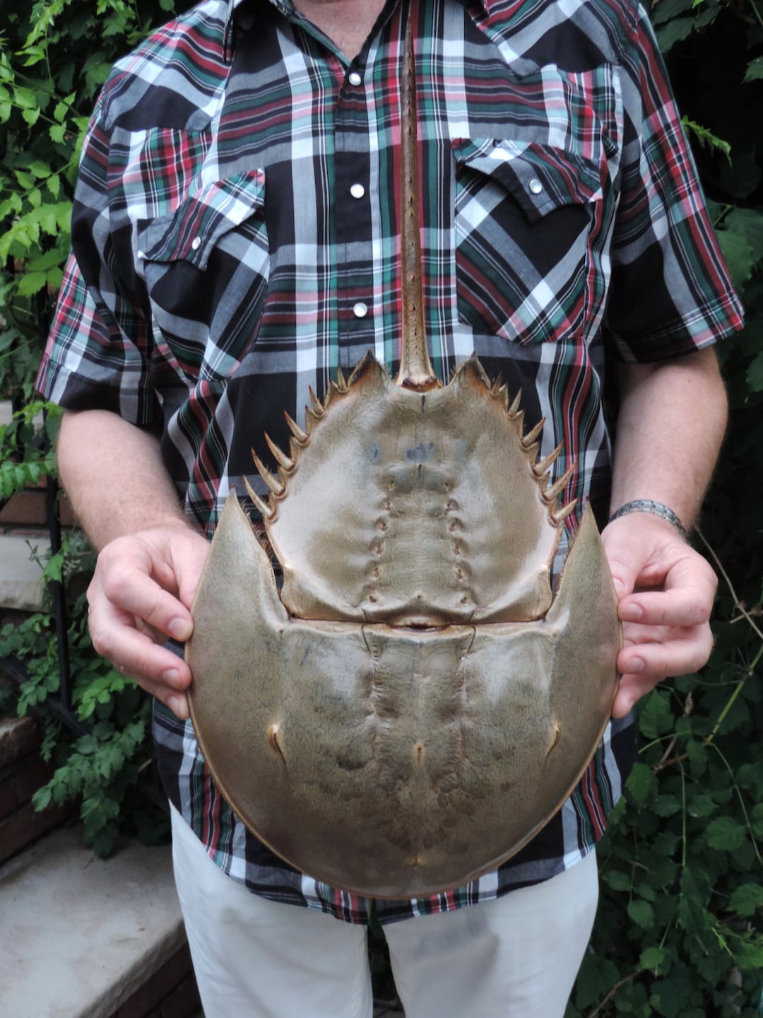 Largest of the Season /// Huge 19 Inches Long FULL HORSESHOE Crab ...