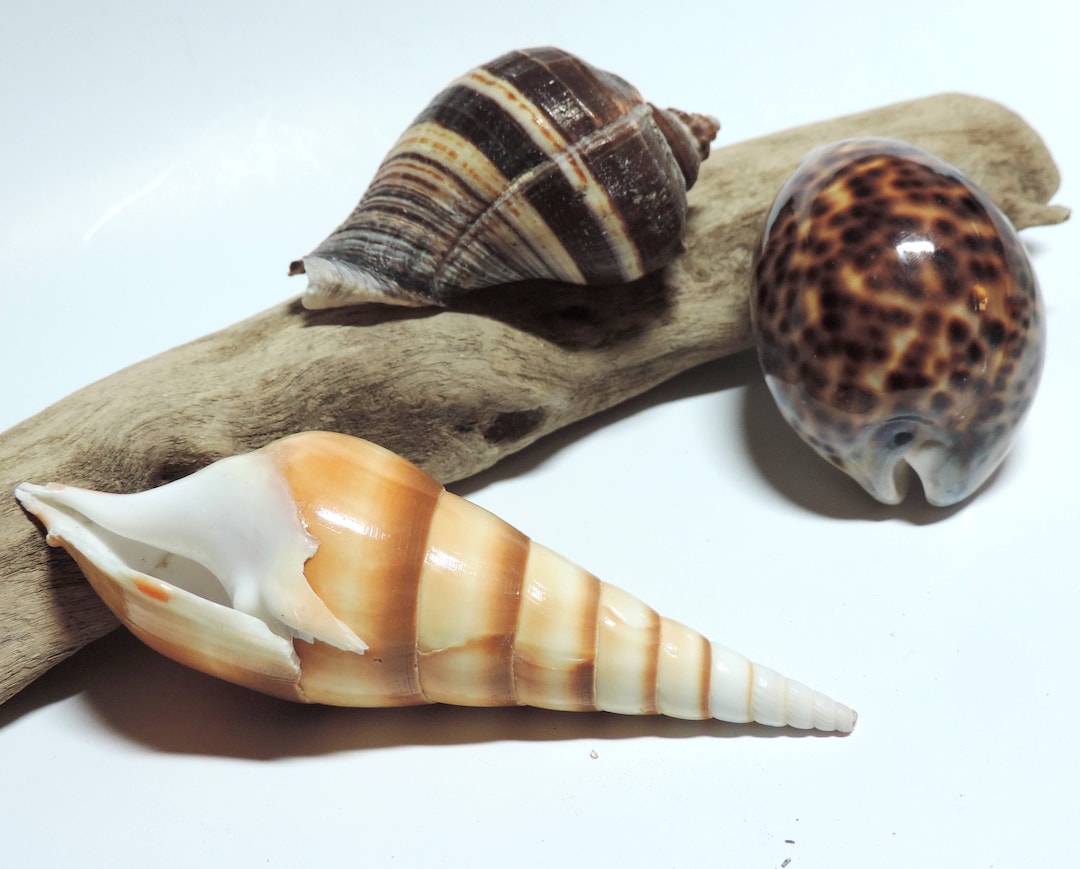 3 conchas grandes de cauri, tibia y caracol corona del Pacífico para ...