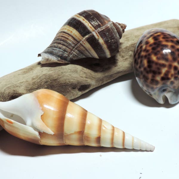 Tibia Shells - Etsy