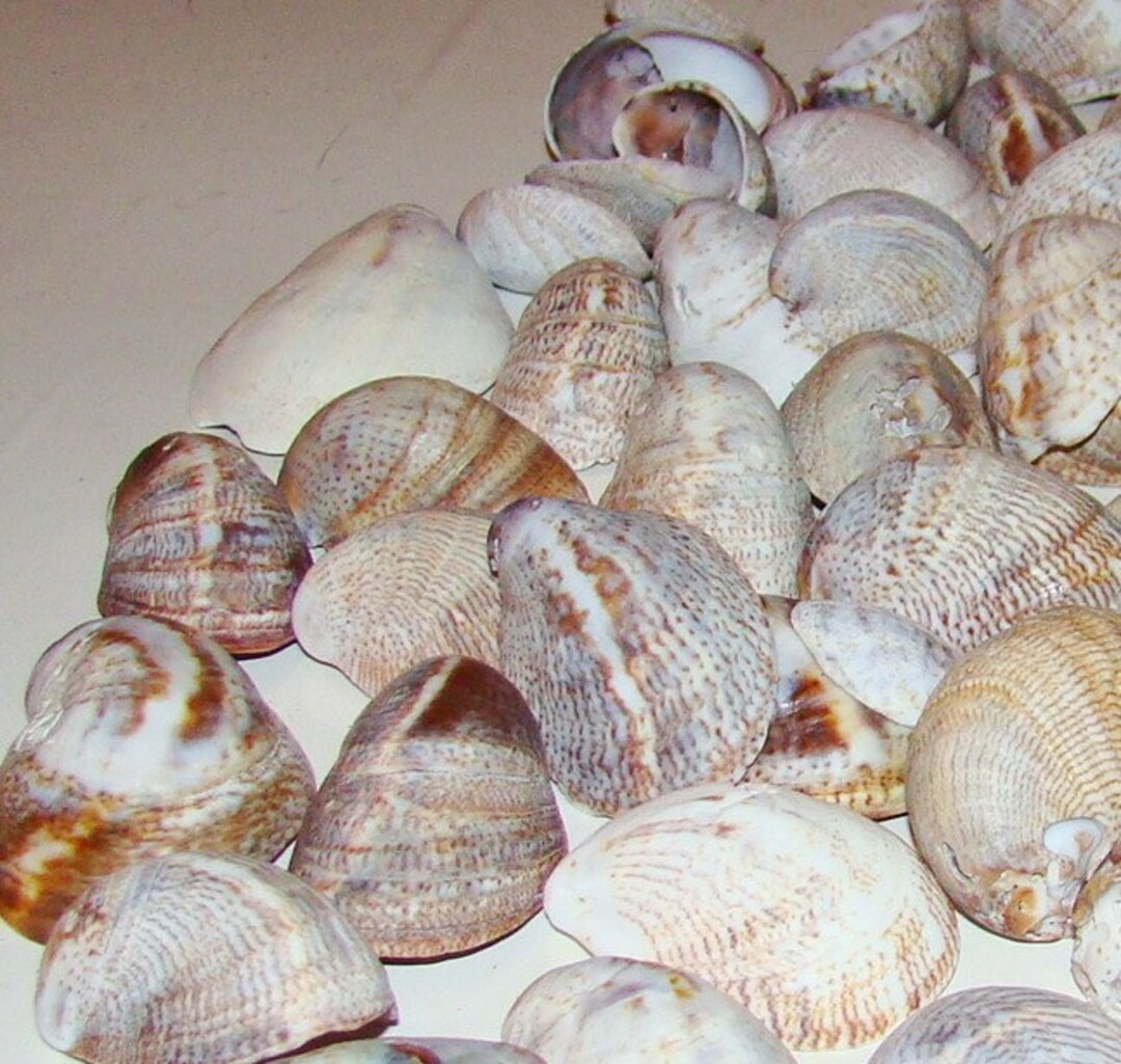 Common Slipper SHELLS for Your Home Decor or Crafts / Lot of 32 Pieces ...