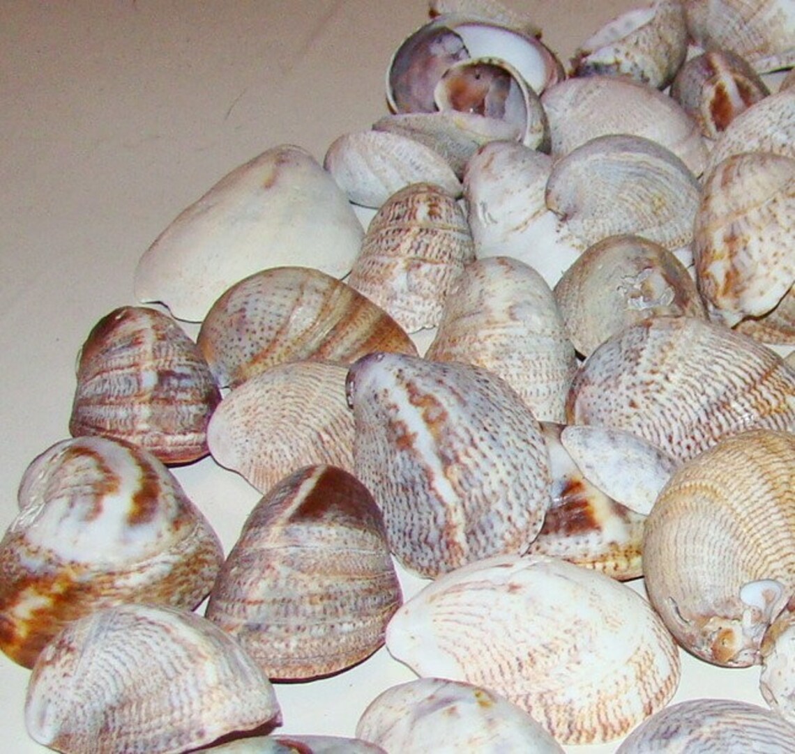 Common slipper SHELLS for your home decor or crafts / Lot of | Etsy