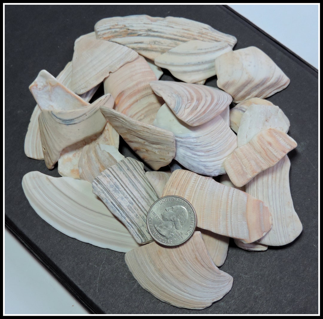 30 Striped Seashells Fragments for Jewelry Making, Your Home Decor or ...