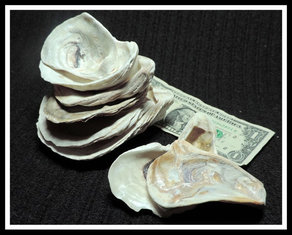 BULK / Nested Set of Oyster Shells From Atlantic Ocean Craft - Etsy