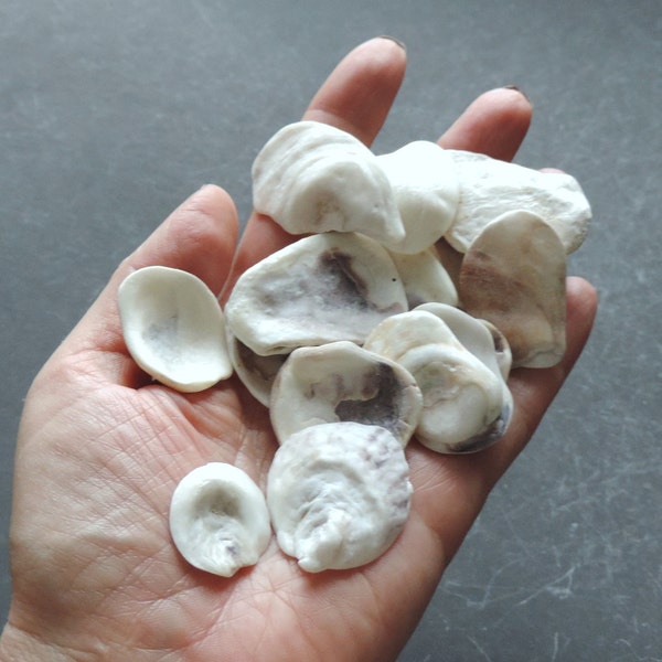 Oyster Shells Bulk - Etsy