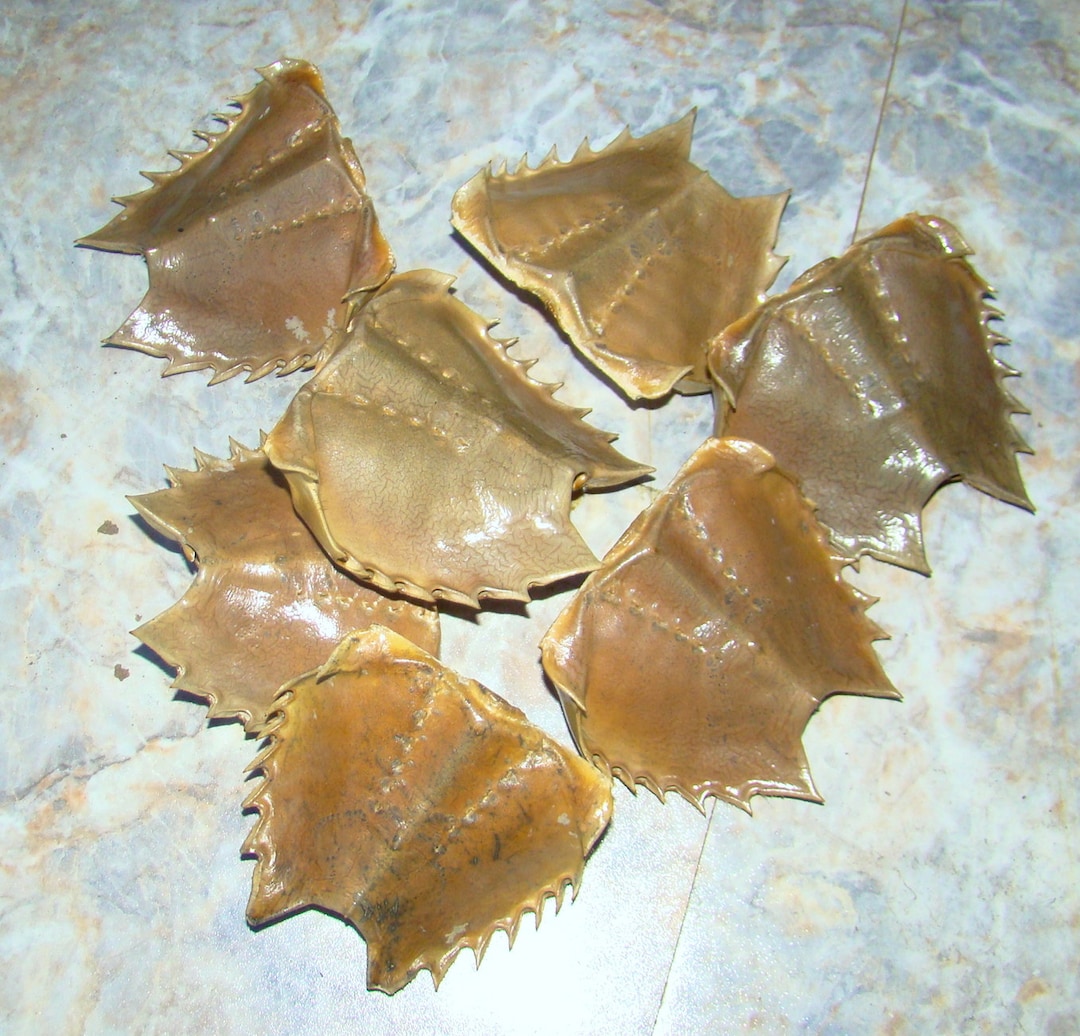 Lower Carapace of HORSESHOE CRAB SHELL Lot of 5 for Your Collection or ...
