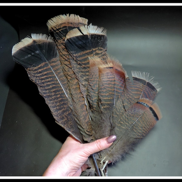 Wild Turkey Feathers - Etsy