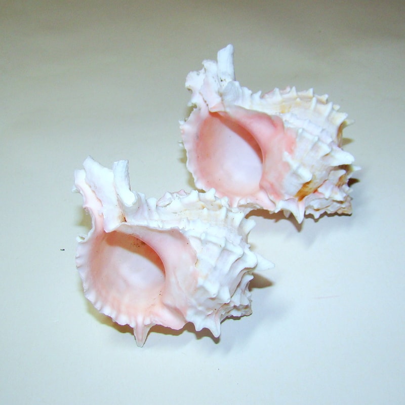 Murex Shell - Etsy
