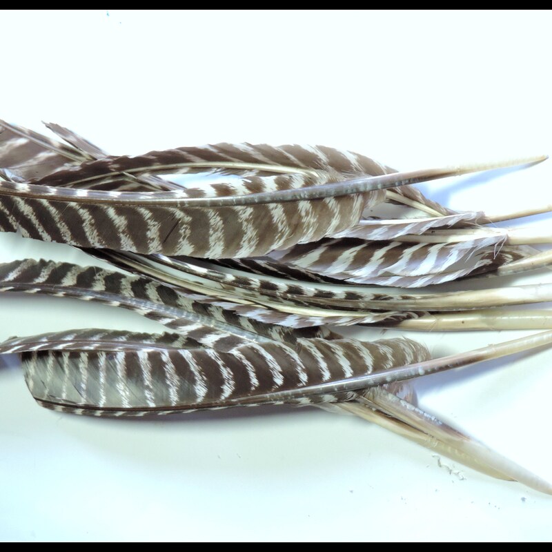 Wild Turkey Feathers - Etsy