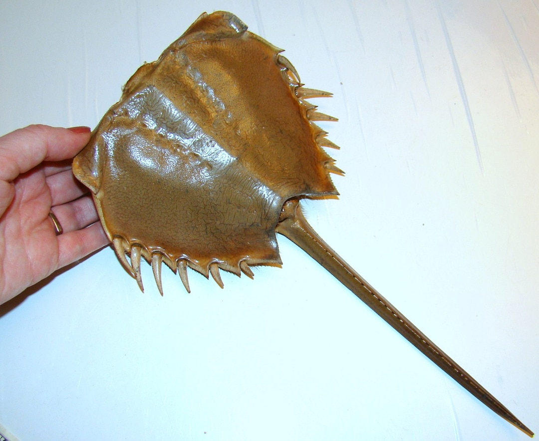 HORSESHOE CRAB SHELL Lower Carapace With a Tail / for Your Collection ...