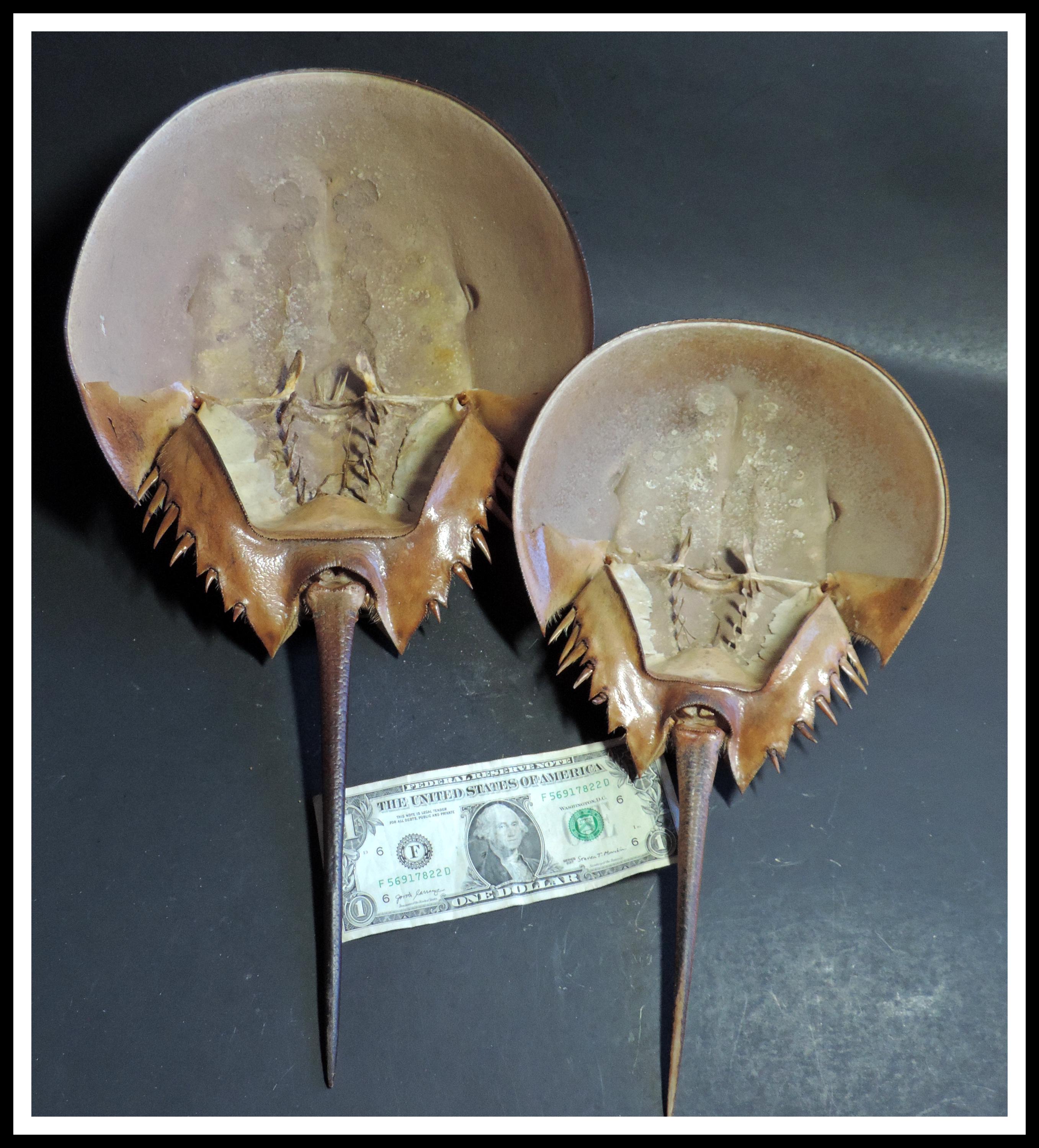 Various Sizes HORSESHOE Crab Molt Without Interior / Curio Cabinet ...