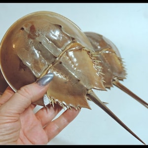 Choice of SMALL Molts 6 - 10 Inches Long FULL HORSESHOE Crab Living ...