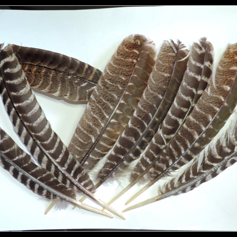Turkey Wing Feathers - Etsy