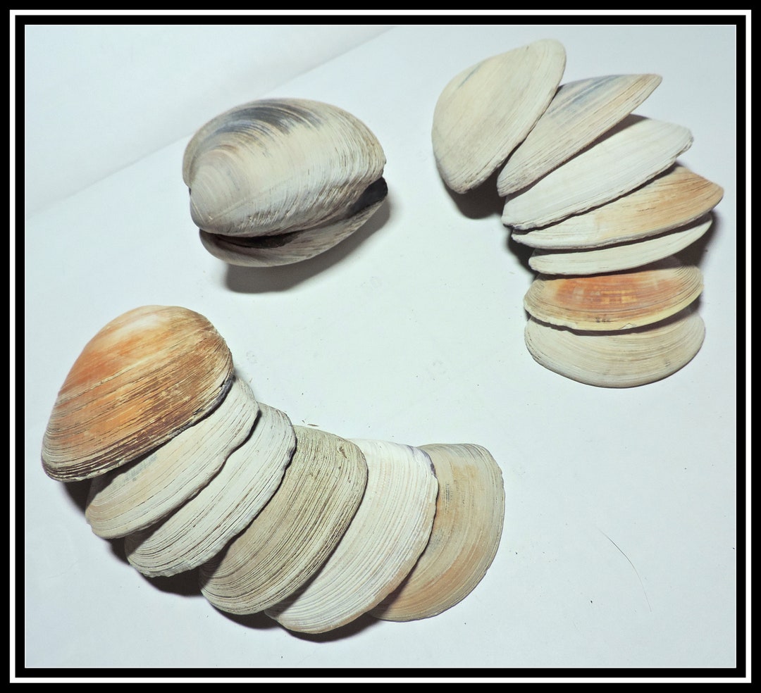 Natural COCKLE SHELLS / for Wedding Designs, Crafting, Home Décor or ...