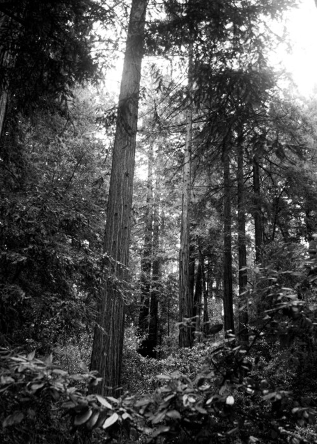 The Secret Forest - Etsy