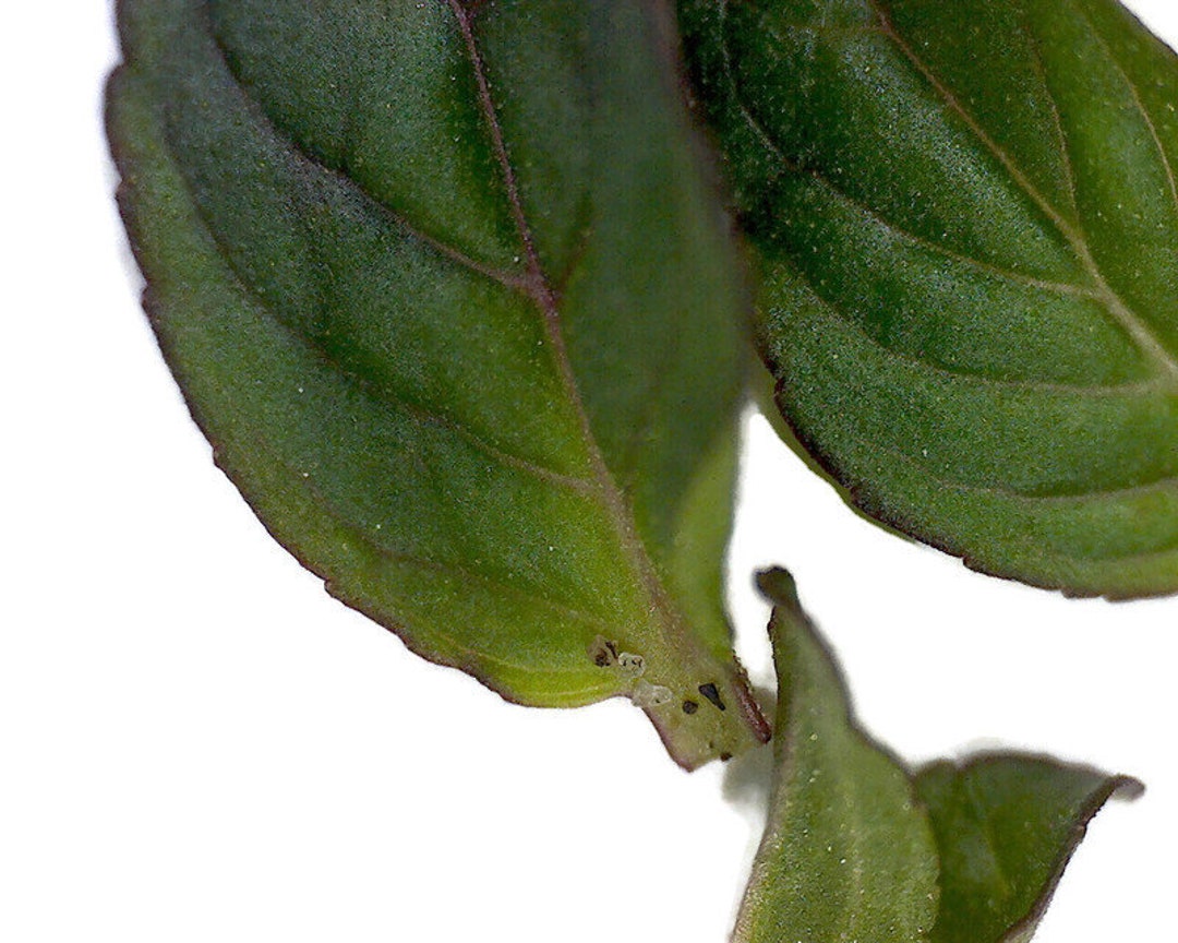 Mint Tooth Powder 2 Oz REFILL A Natural Toothpaste - Etsy