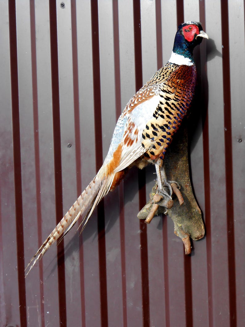 Common Ringneck Pheasant Taxidermy phasianus Colchicus Stuffed Bird ...