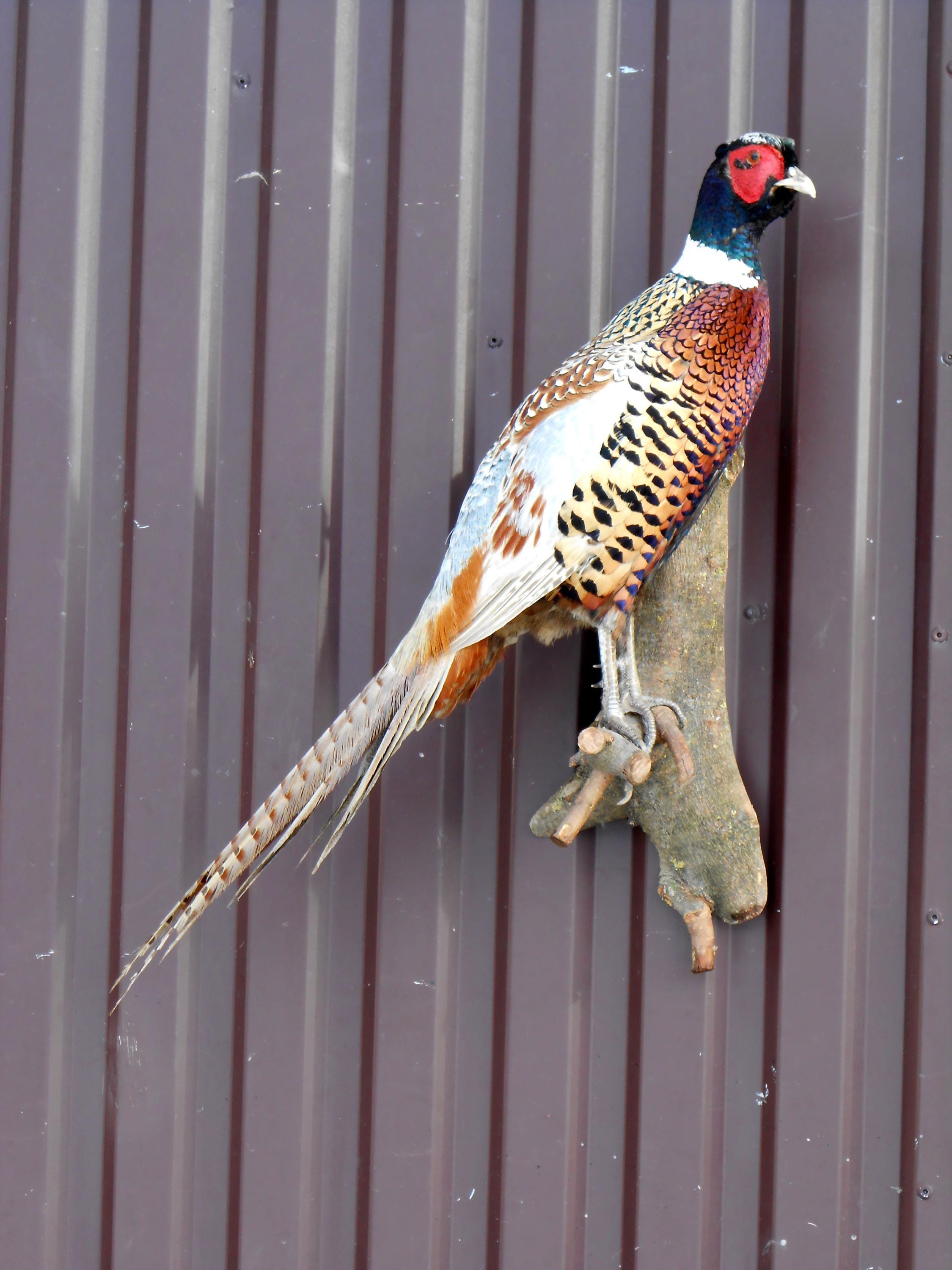 Common Ringneck Pheasant Taxidermy phasianus Colchicus Stuffed Bird ...