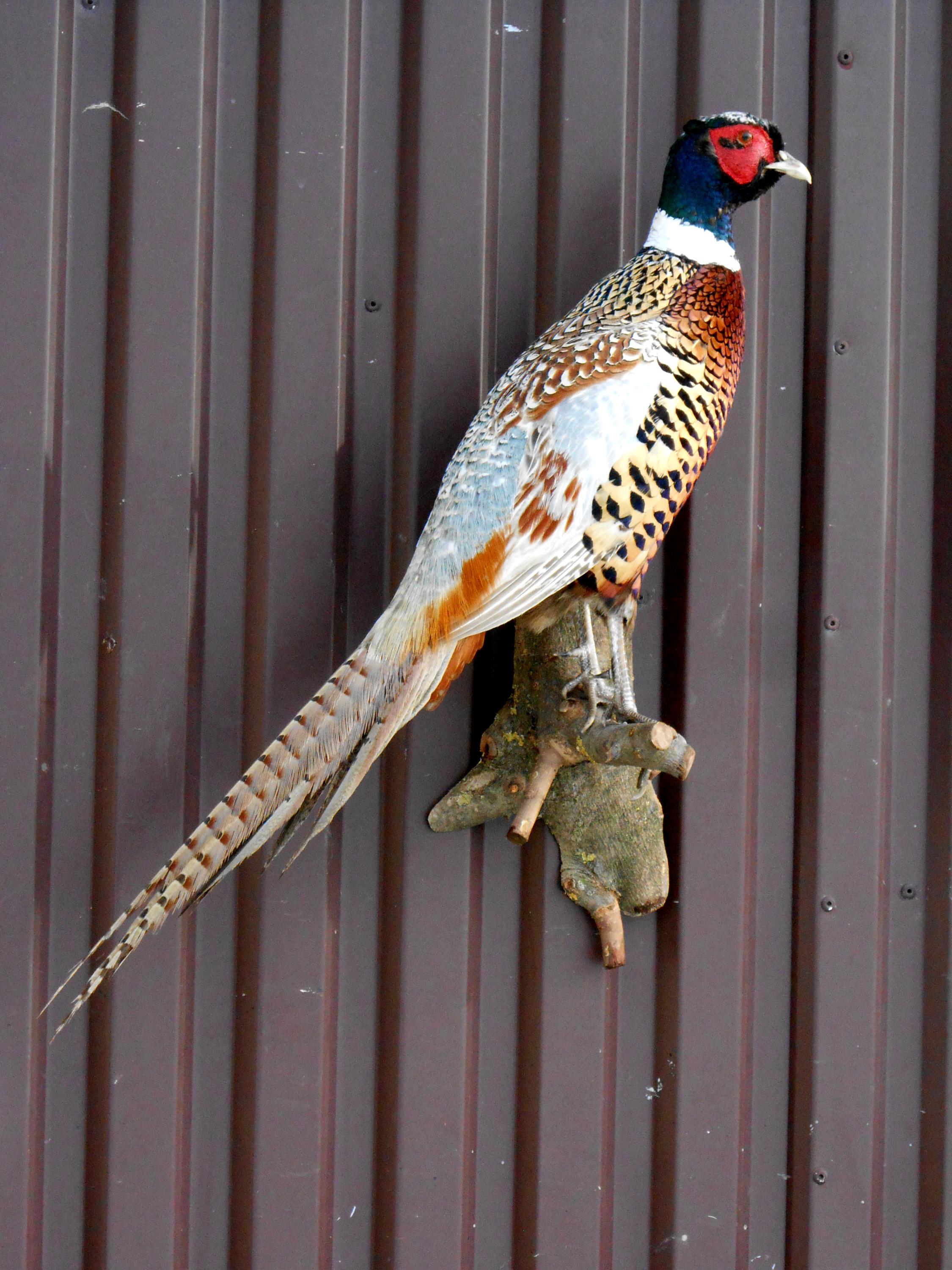 Common Ringneck Pheasant Taxidermy phasianus Colchicus Stuffed Bird ...